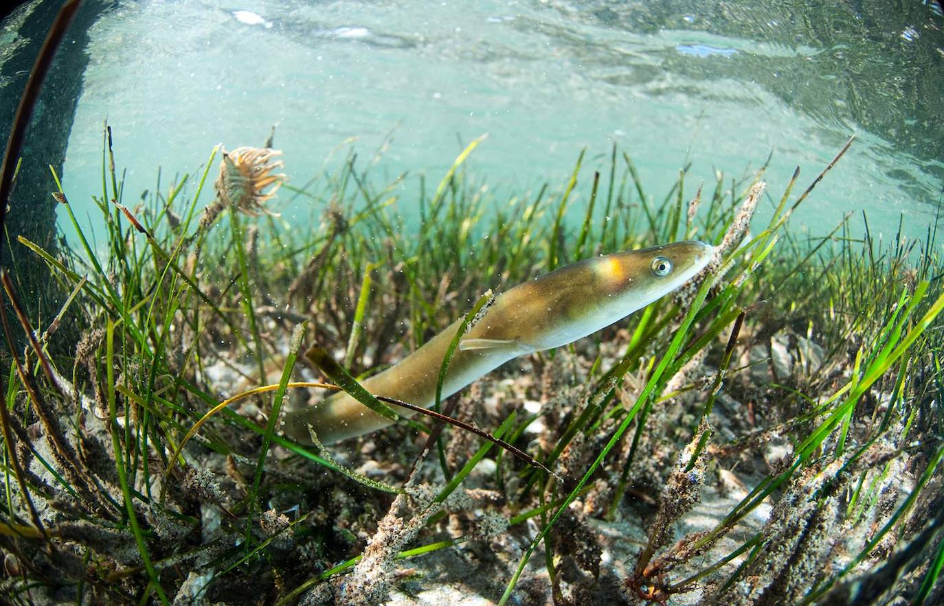 Fotos: La fauna y la flora del Mar Menor, de la A a la Z | La Verdad