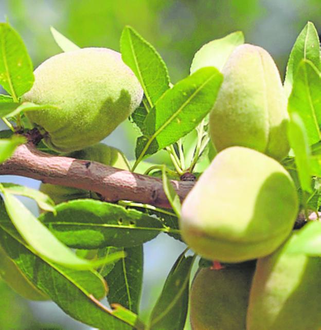 Nuevas variedades de almendro con alto potencial productivo para el ...