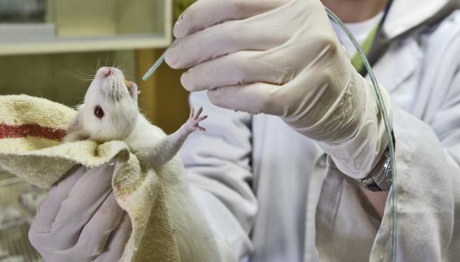Los científicos defienden el uso de animales en la experimentación | La ...