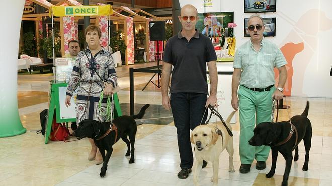 Los perros guía de la ONCE celebran 25 años al lado de los ciudadanos ...