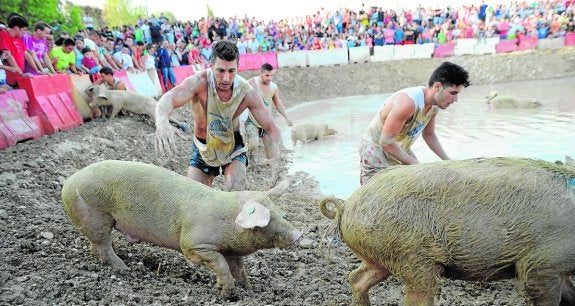 A la carga con los 'marranos al barro' | La Verdad